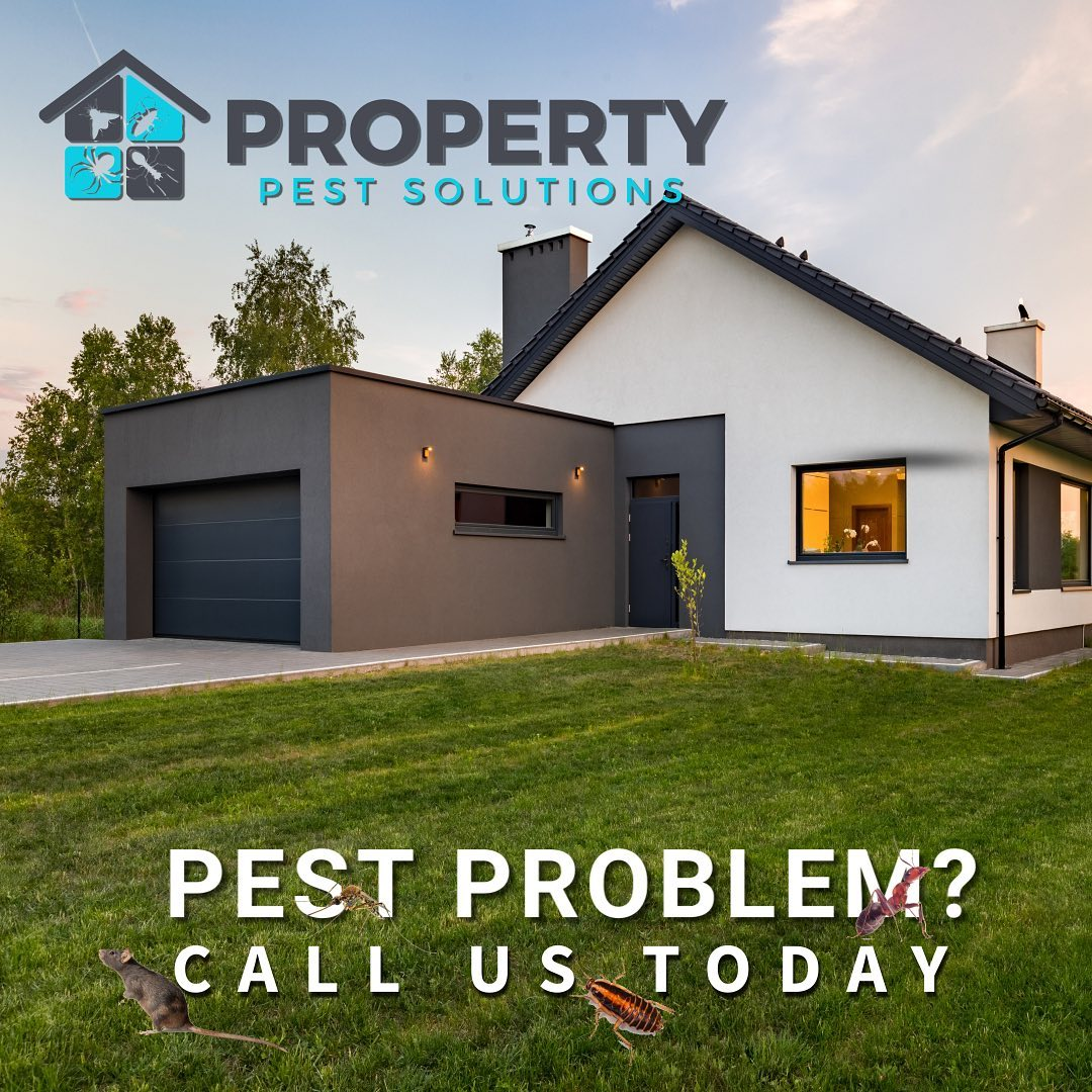 The Importance of Year-Round Pest Control for Broward County Businesses